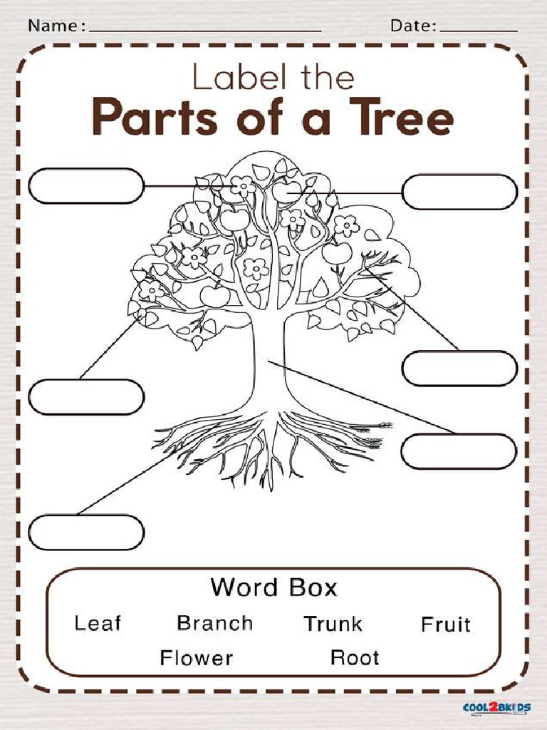 Parts of A Tree Worksheet | PDF