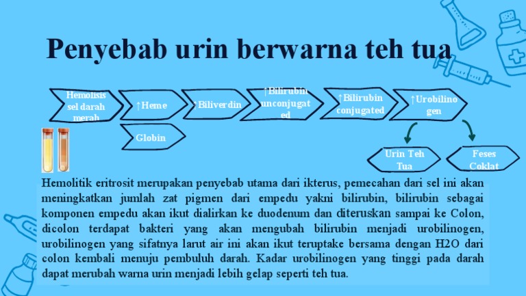 Penyebab Urin Berwarna Teh Tua: Heme Bilirubin Unconjugat Ed Biliverdin ...