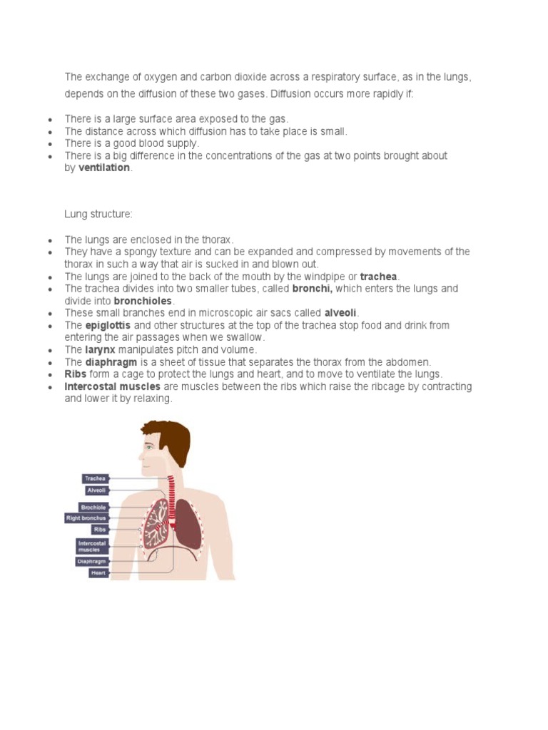 Gas Exchange Mechanism in Human Lungs | PDF | Breathing | Lung