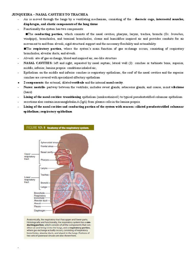 Respiratory System | Download Free PDF | Respiratory Tract | Lung