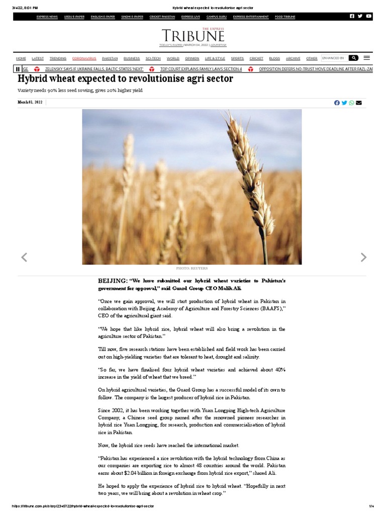 Hybrid Wheat | PDF | Rice | Wheat