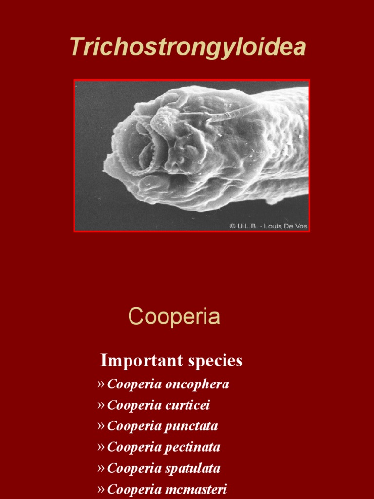 Cooperia Pectinata Life Cycle Overview | PDF
