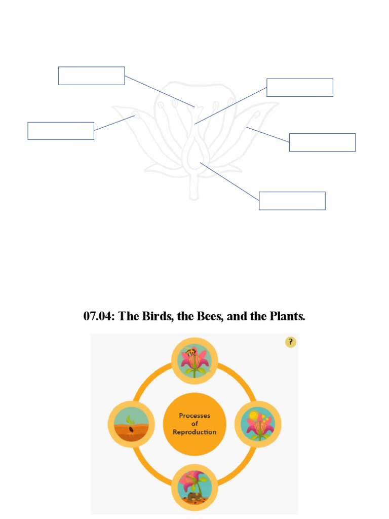 Flower Reproductive System | PDF | Seed | Pollination