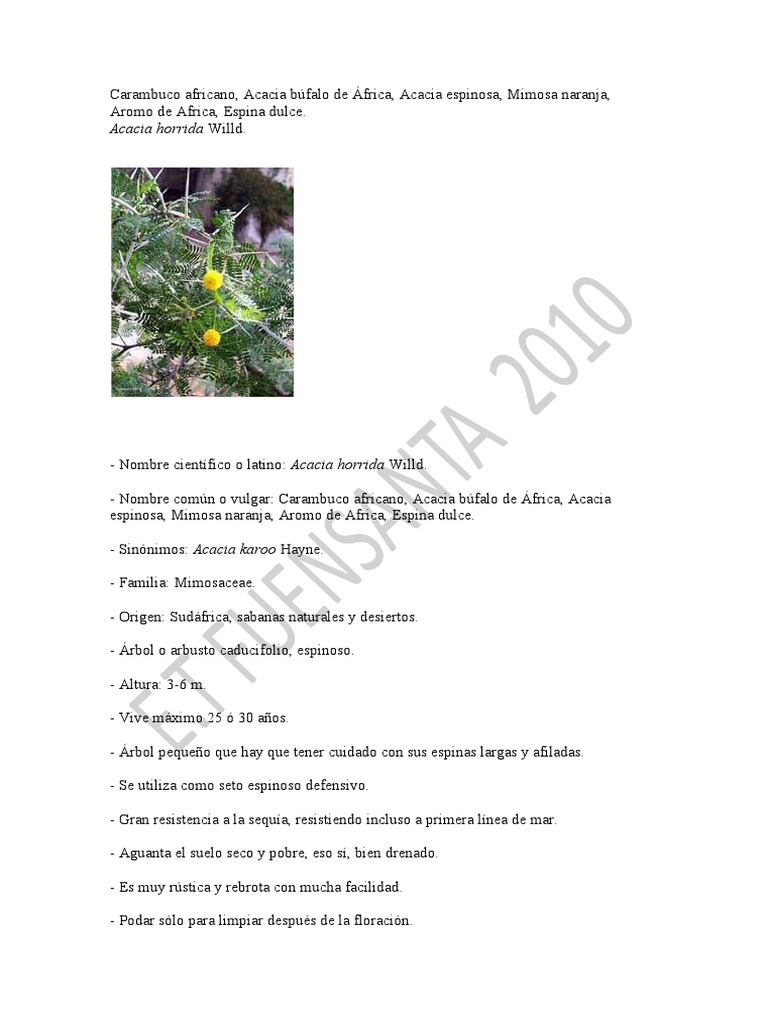 Acacia Horrida Willd. | PDF