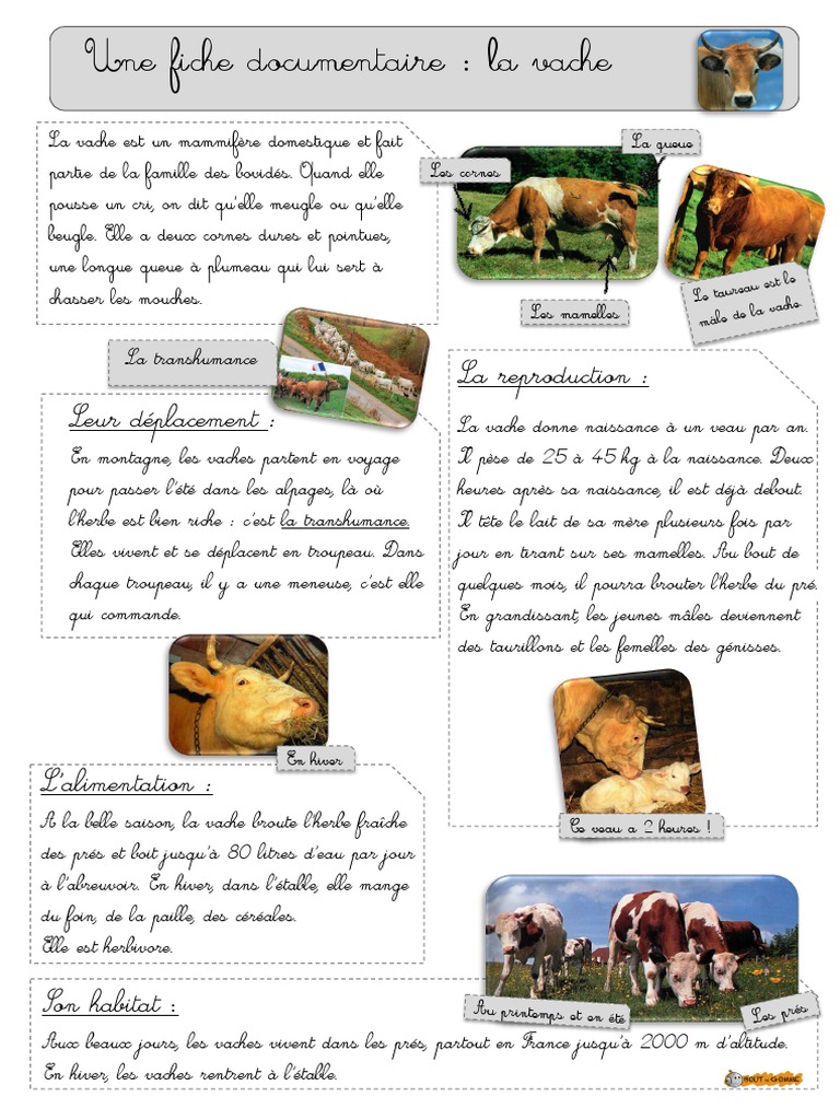 Une Fiche Documentaire: La Vache: La Reproduction: Leur Déplacement ...