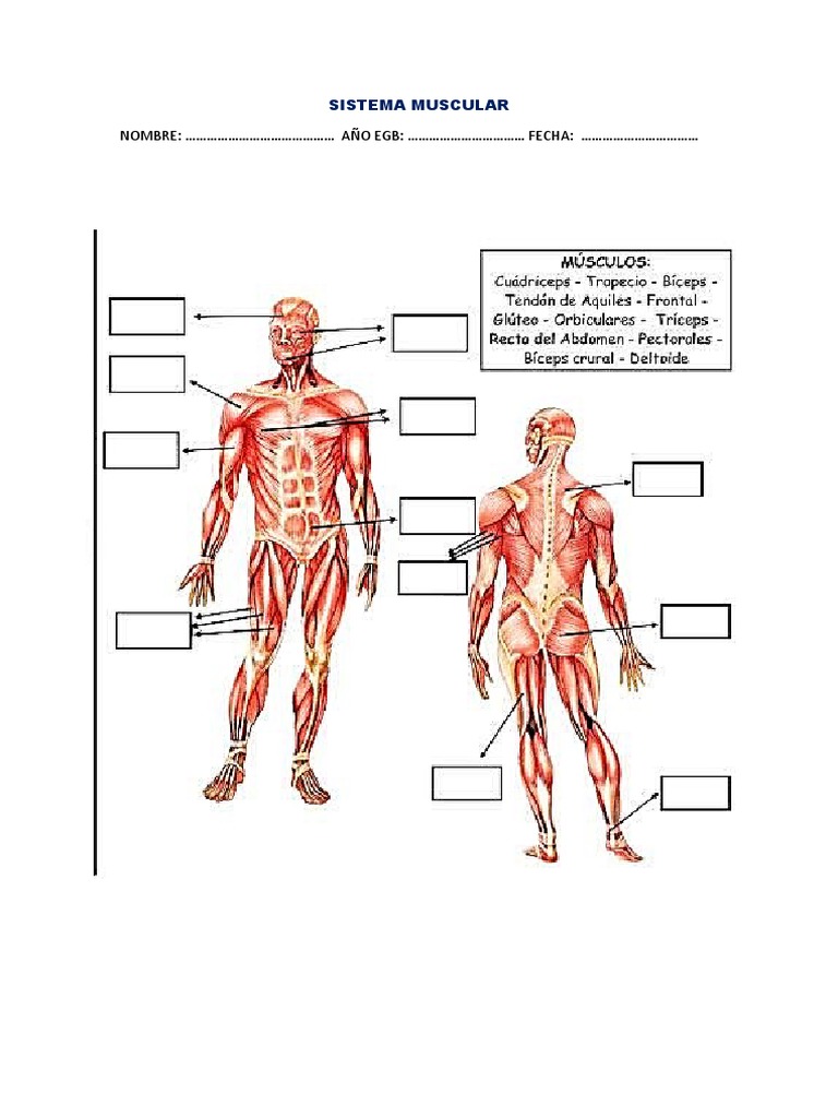 Sistema Muscular: Estructura y Función | PDF