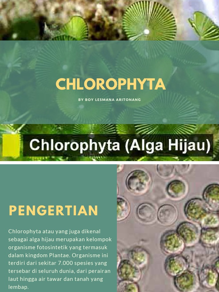 Pengantar Alga Hijau Chlorophyta | PDF