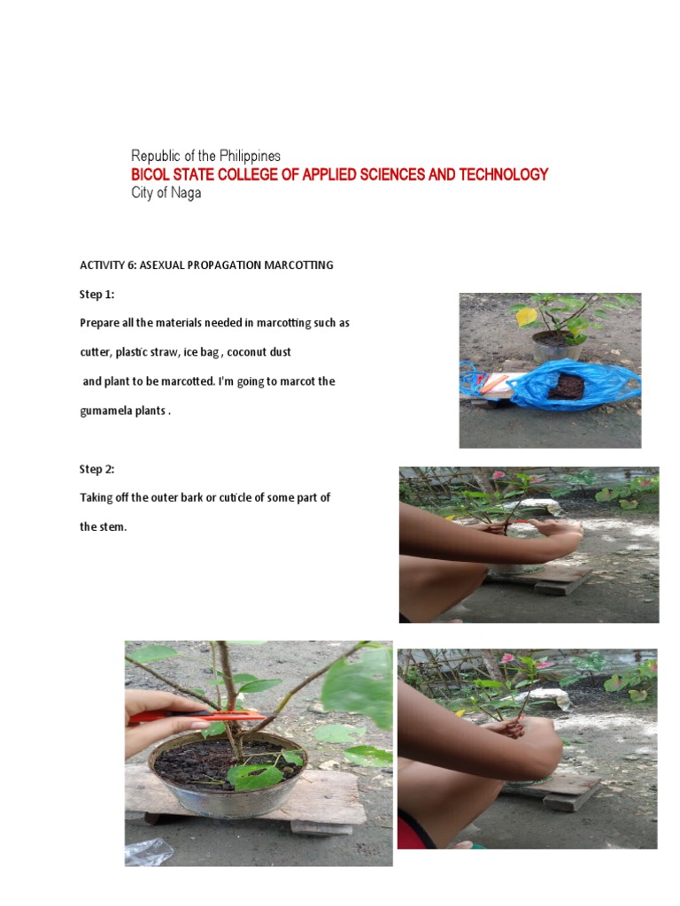 Activity 6 Marcotting | PDF