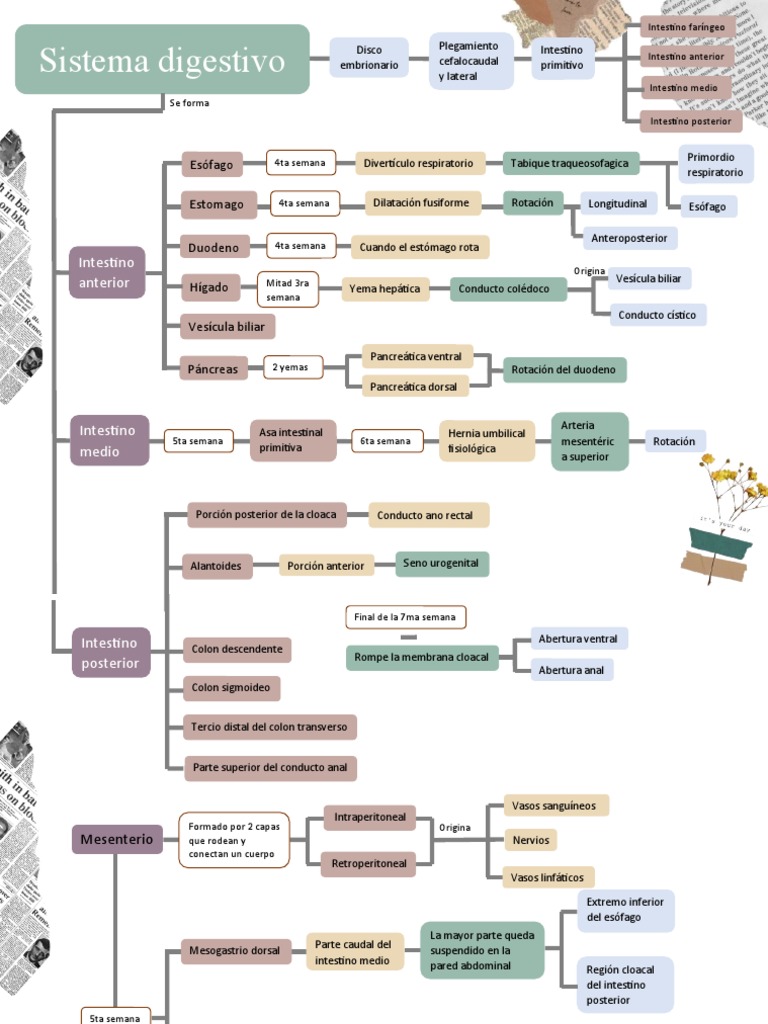Embriologia Sistema Digestivo Mapa Conceptual | PDF | Tracto ...