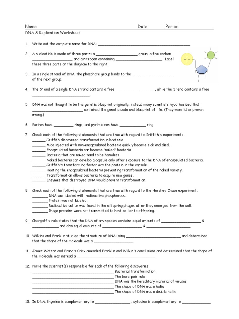 DNA Worksheet | PDF | Dna | Dna Replication