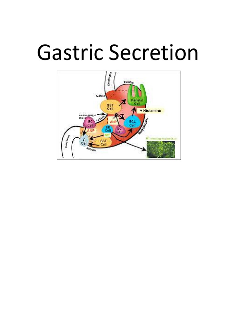 Gastric Secretion | PDF | Stomach | Digestion