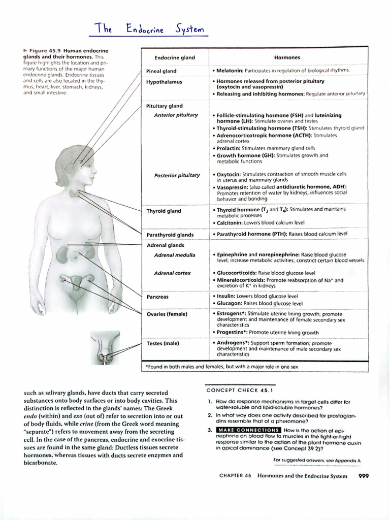 Endocrine System Diagram | PDF
