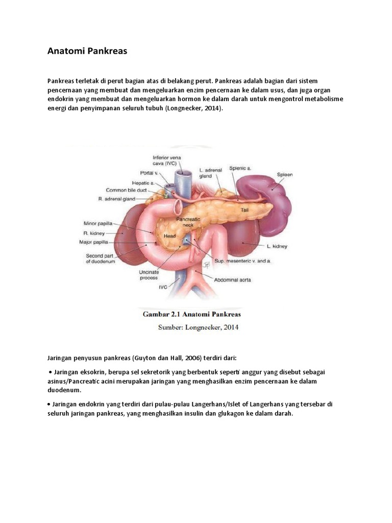 Anatomi Pankreas | PDF