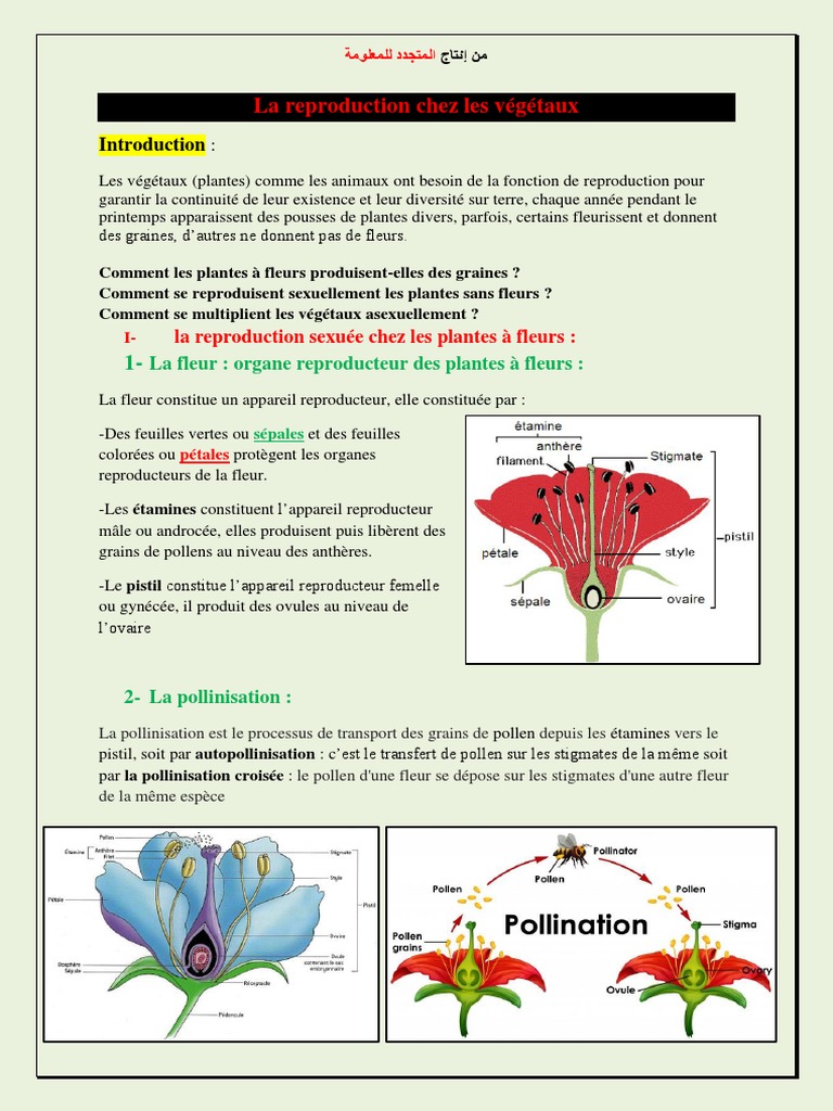 Diagramme De Reproduction Des Plantes Pour Les Enfants De La Graine à