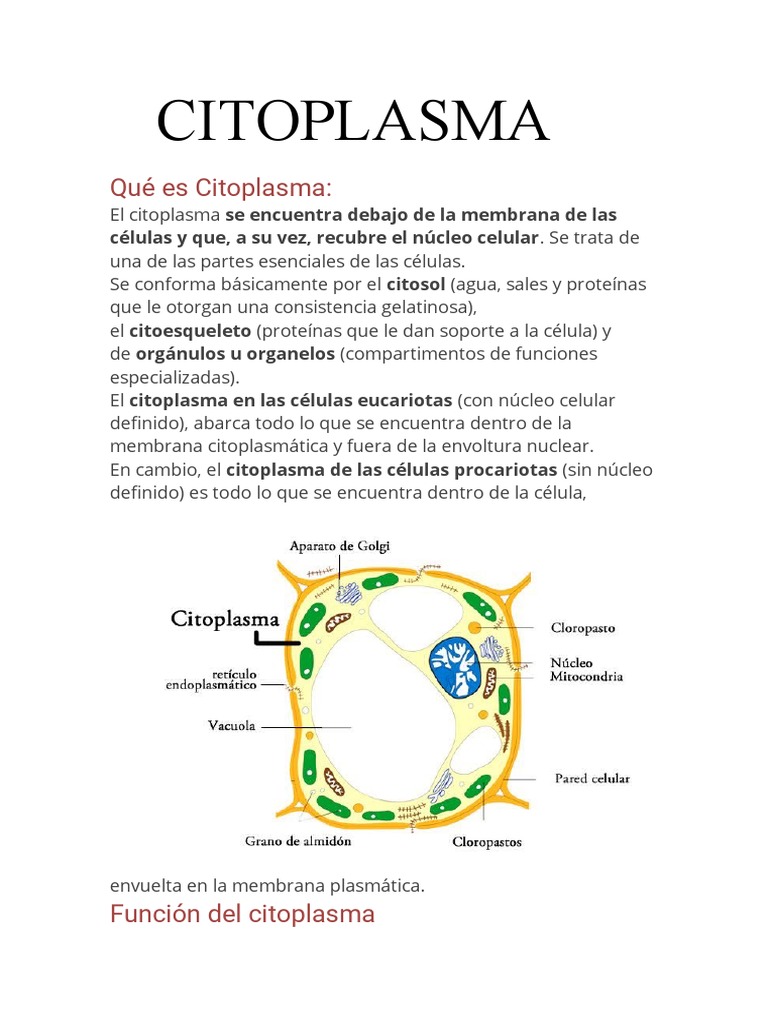 Citoplasma y Organelas | PDF | Citoplasma | Citosol