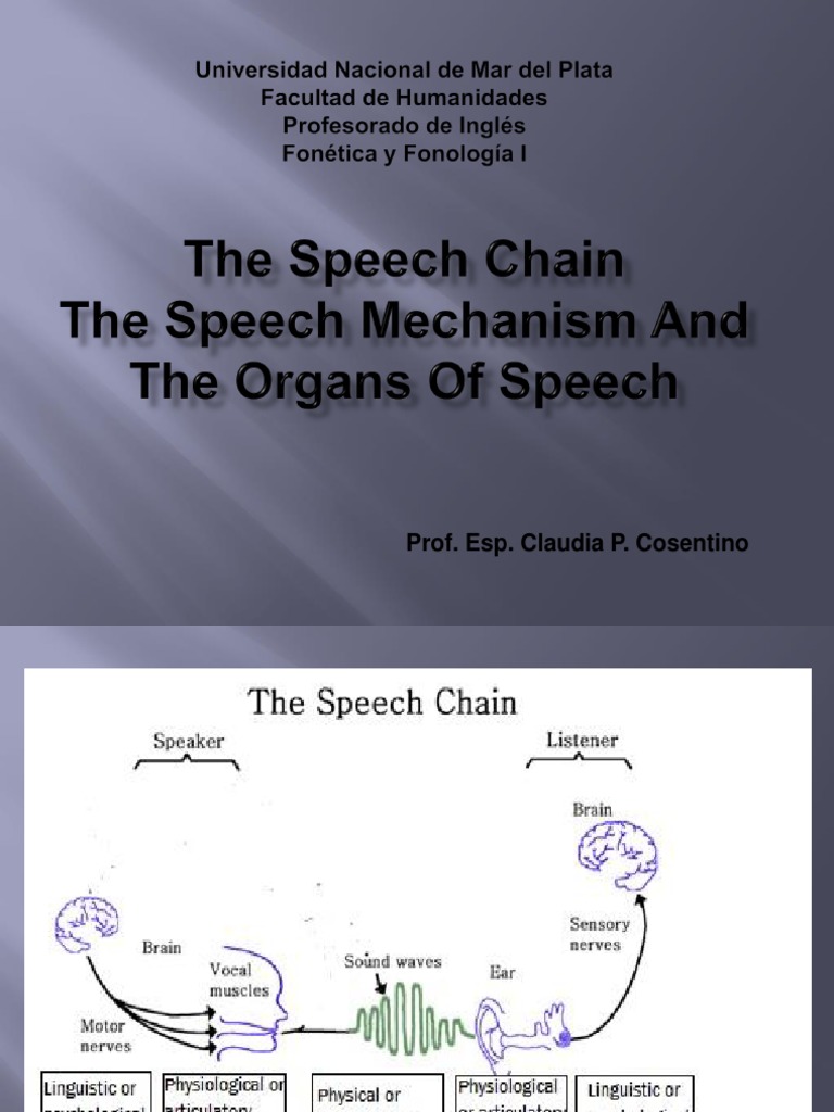 The Speech Chain The Speech Mechanism and The Organs or Speech | PDF ...