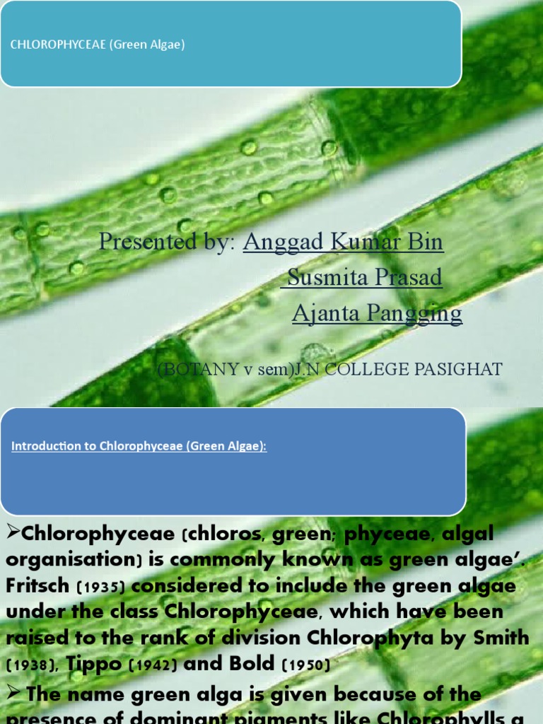 Presented By: Anggad Kumar Bin Susmita Prasad Ajanta Pangging | PDF