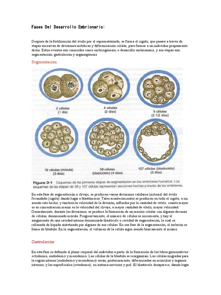 Fases Del Desarrollo Embrionario | PDF | Embrión | Anatomía