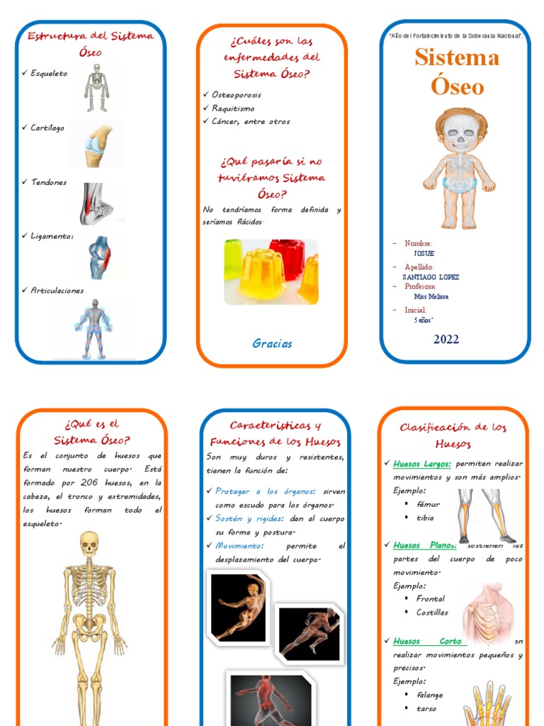 Triptico Sistema Oseo Inicial | PDF | Hueso | Esqueleto