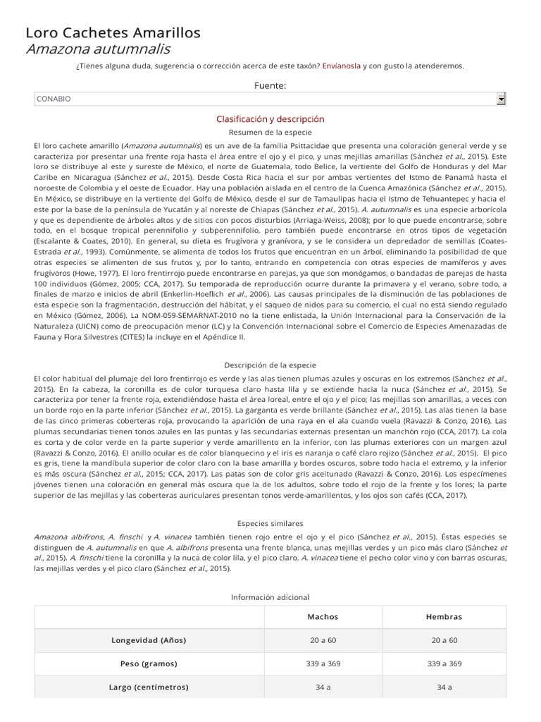 Loro Cachetes Amarillos: Características y Hábitat | PDF | México | Color