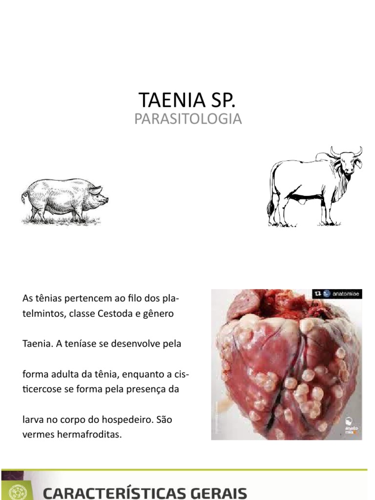 Taenia SP | PDF | Especialidades médicas | Medicina Clínica
