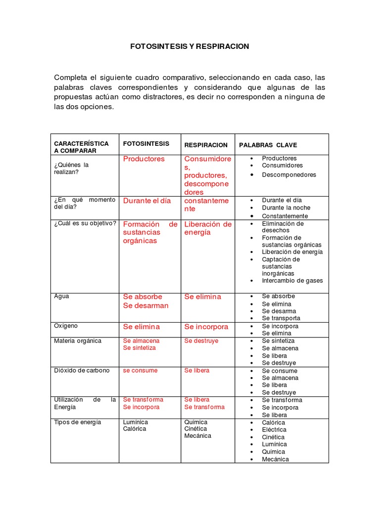 Fotosintesis y Respiracion - Actividad | PDF | Fotosíntesis | Respiración