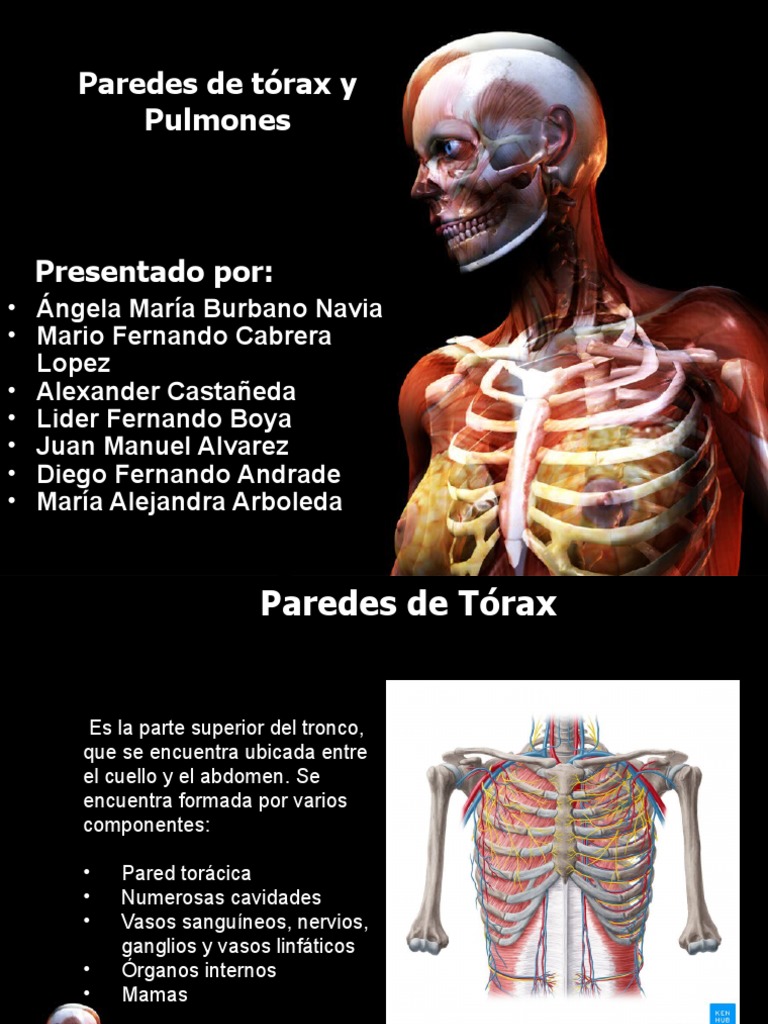 Paredes de Tórax y Pulmones | PDF