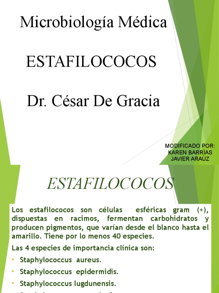 ESTAFILOCOCOs | PDF | Staphylococcus Aureus | Enfermedades y trastornos