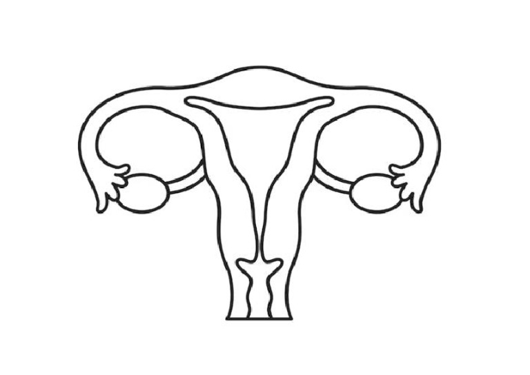 Aparato Reproductor Femenino | PDF