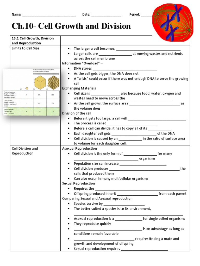10.1 Cell Growth, Division and Reproduction | PDF | Mitosis | Cell ...