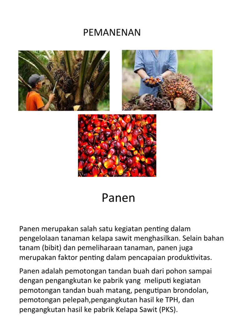PEMANENAN kelapa sawit | PDF