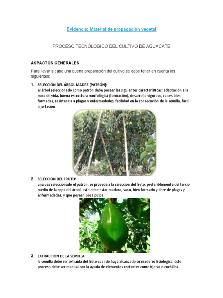 Proceso Tecnologico Del Cultivo de Aguacate: Evidencia: Material de Propagación Vegetal | PDF ...