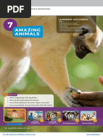 Year 4 Amazing Animals Activities | PDF | Tiger | Tyrannosaurus