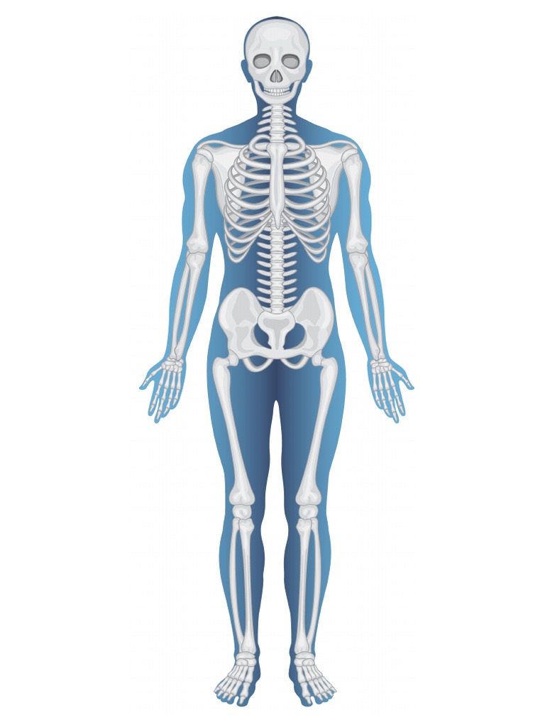 Human Skeleton | PDF
