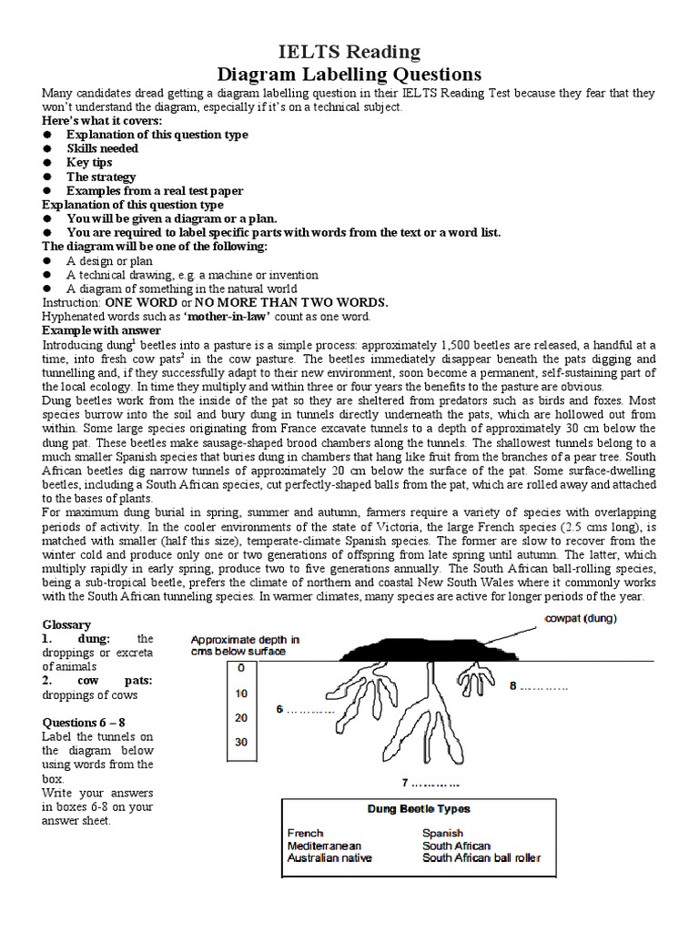 IELTS Reading Diagram Labelling Questions | PDF | Axon | Neuron
