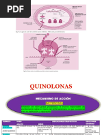 Paramox Inserto WEB | PDF | Diarrea | Microbiología