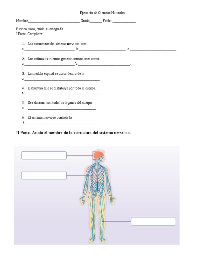 Ejercicio de identificación de estructuras y funciones clave del sistema nervioso | PDF