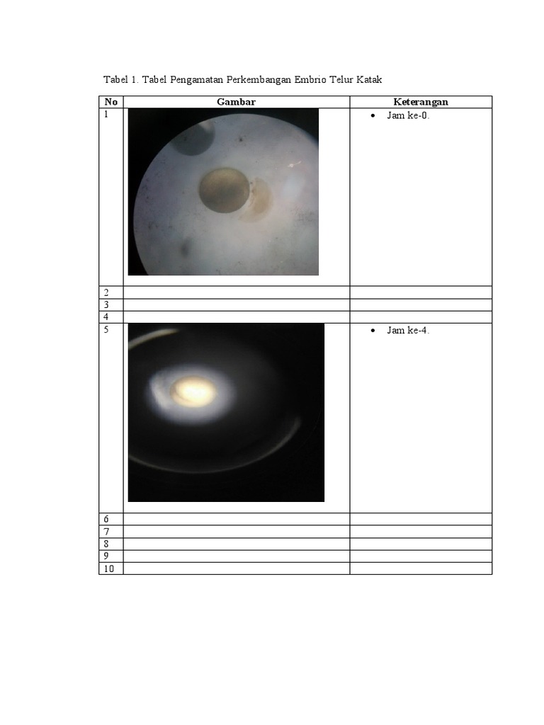 Perkembangan Embrio Katak | PDF