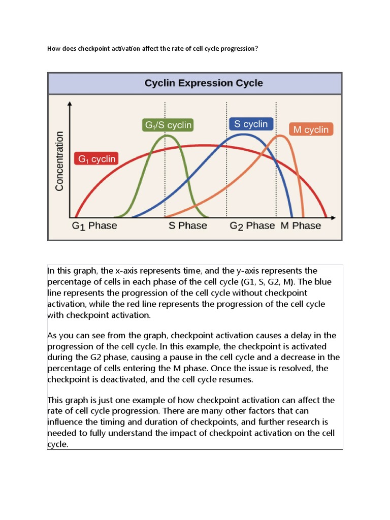 How Does Checkpoint Activation Affect The Rate of Cell Cycle ...