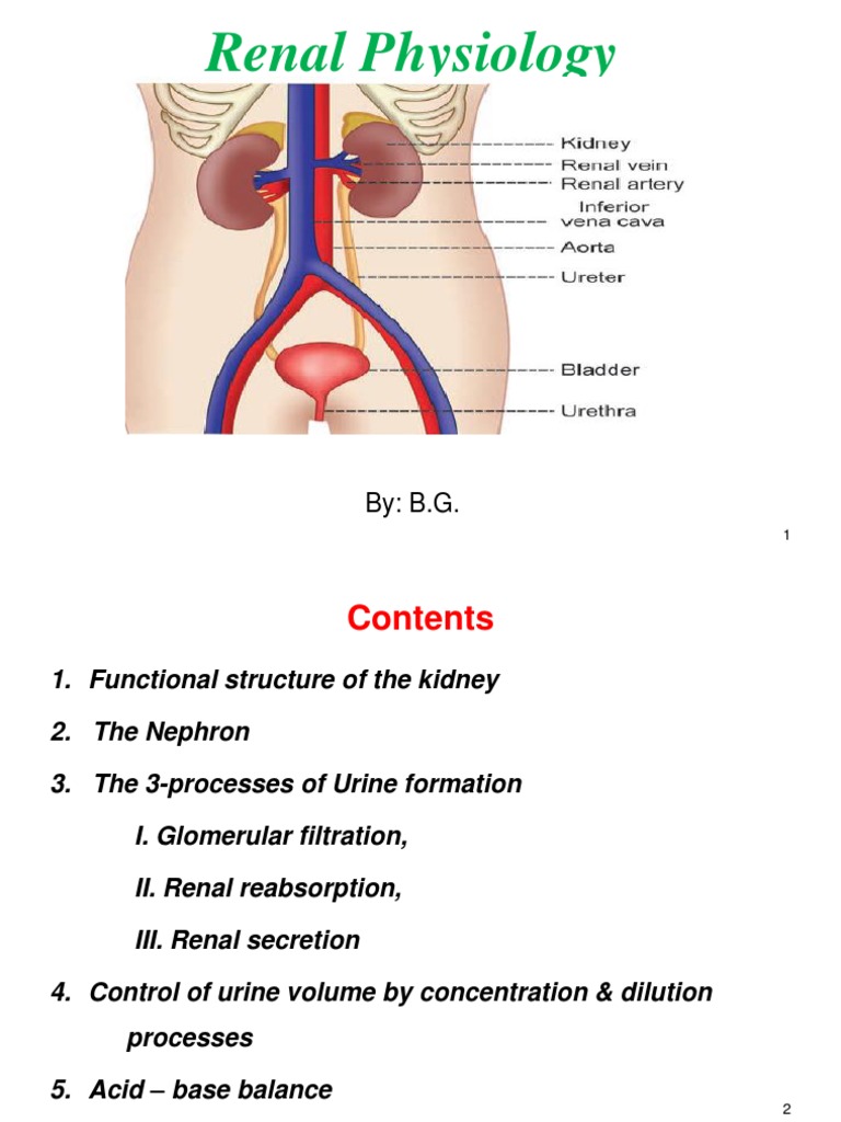 Renal Physiology | PDF | Kidney | Urinary System