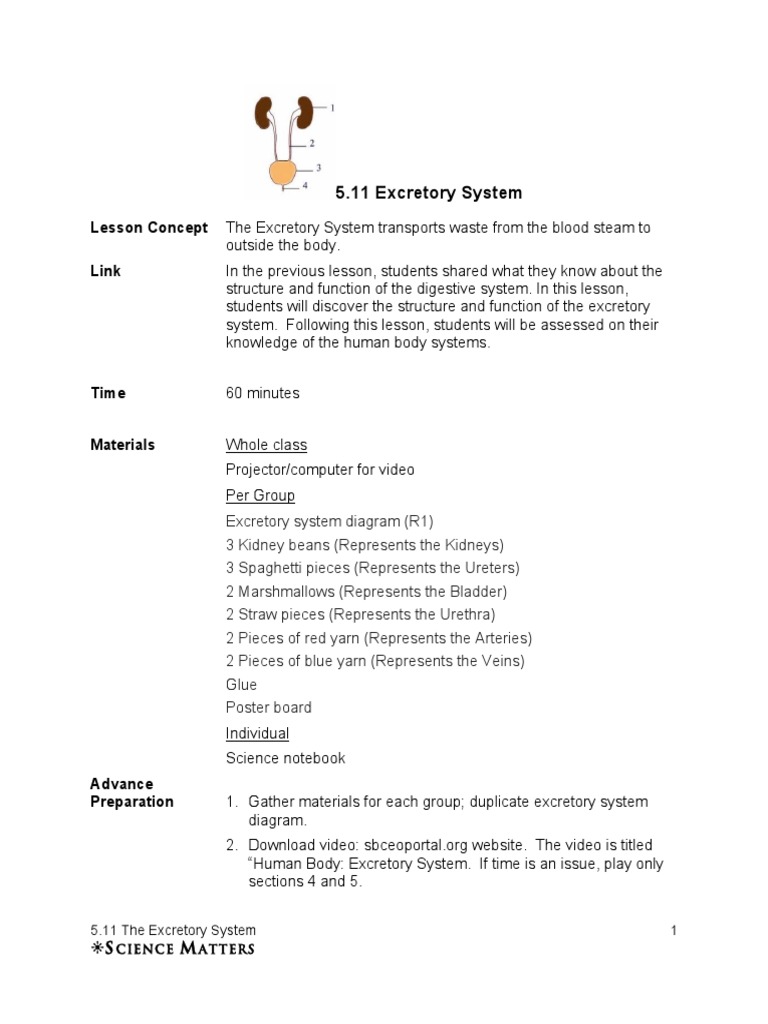 5.11 Excretory System: Lesson Concept The Excretory System Transports ...