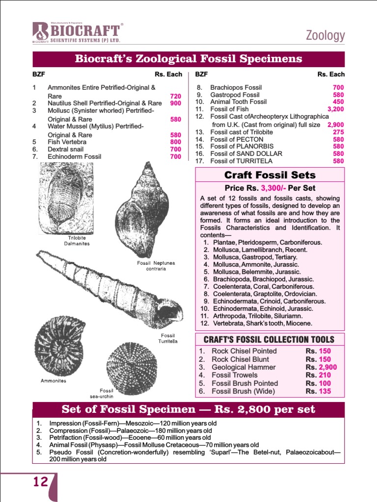 Catalouge Biocraft Fossil Specimen | PDF | Fossil | Mollusca
