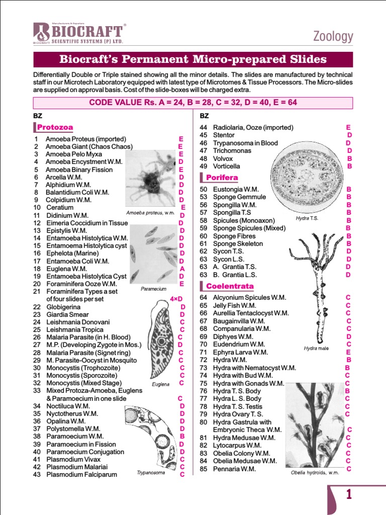 Catalog Biocraft Permanent Slides | PDF | Meiosis | Epithelium
