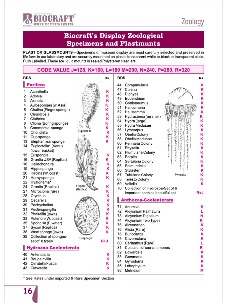 Catalouge Biocraft Museum Specimen | PDF