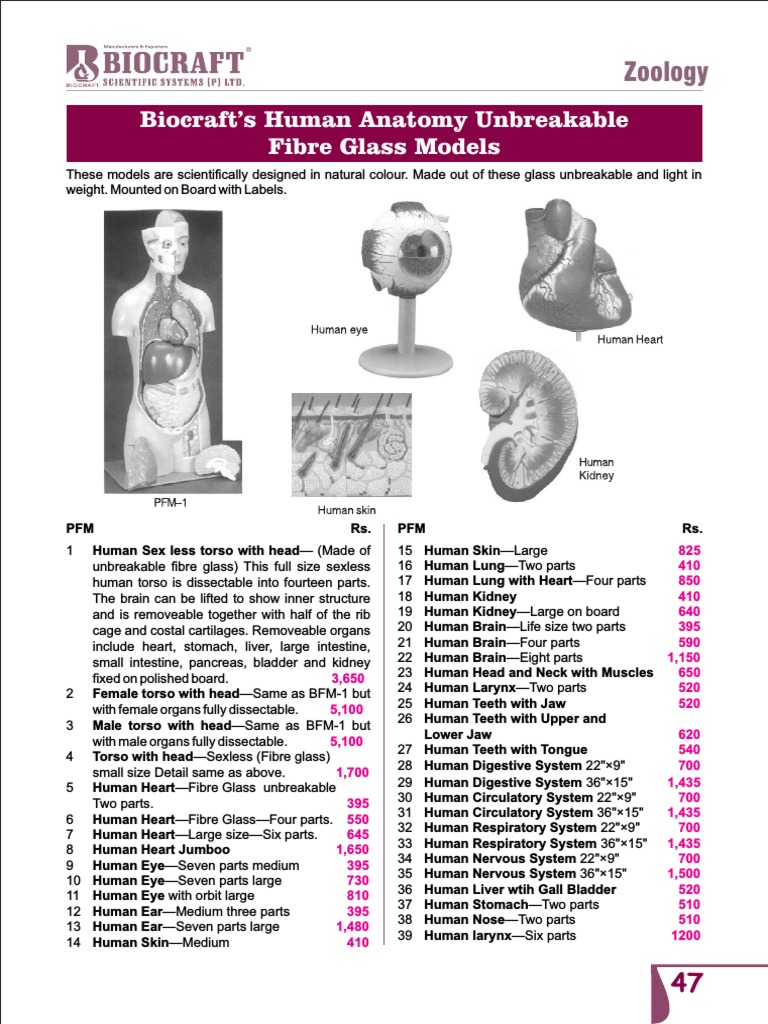 Cataloge Biocraft Human Anatomy FBG Model | PDF | Human Body | Human Digestive System