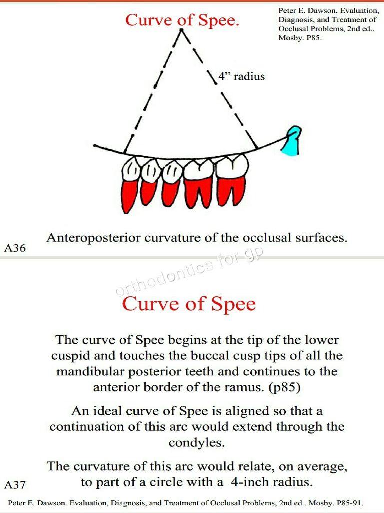 Curve Of Spee And Curve Of Wilson Online | emergencydentistry.com