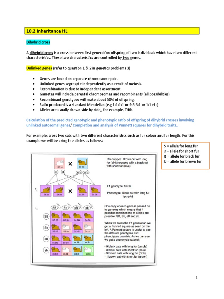 10.2 Dihybrid Crosses HL | PDF | Genetic Linkage | Genotype