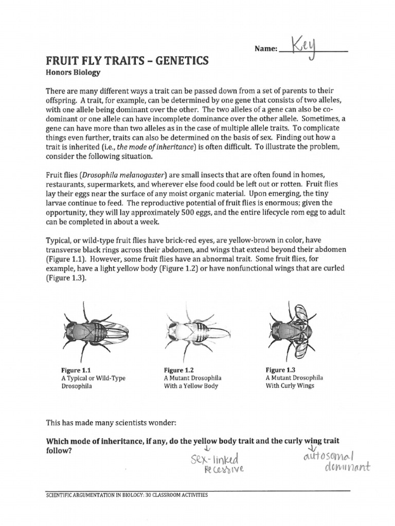Fruit Fly Answer Key | PDF