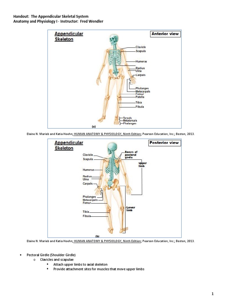Handout Appendicular Skeletal System | PDF | Foot | Pelvis