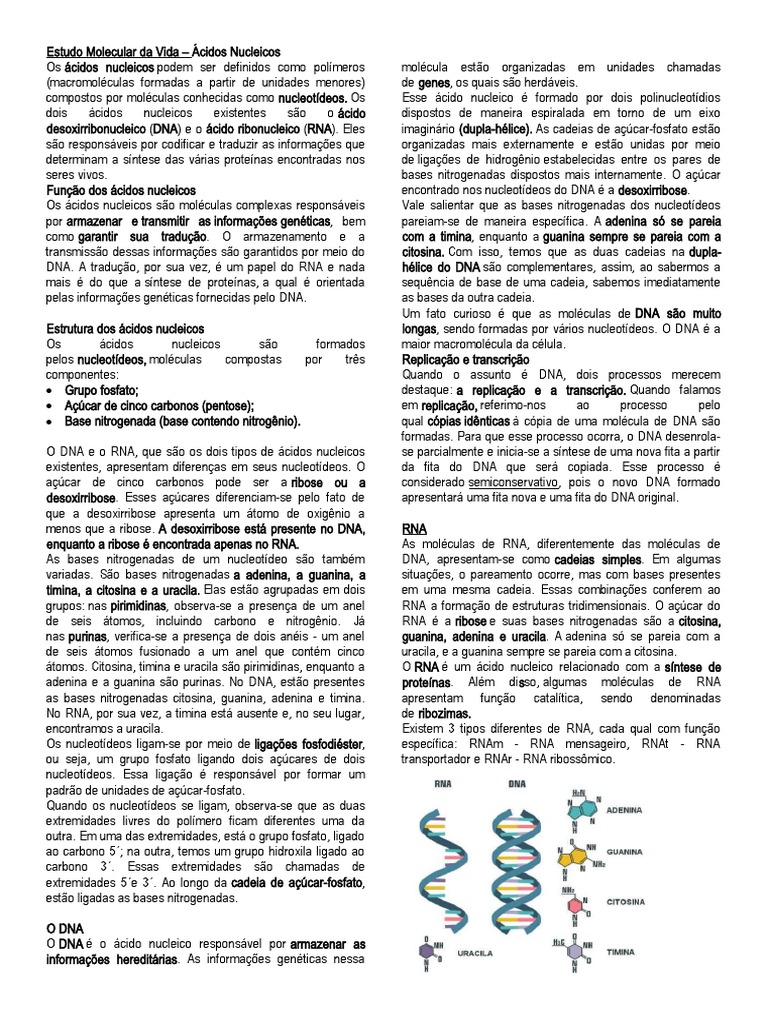 Ácidos Nucleicos - Resumo | PDF | RNA | Ácidos nucleicos